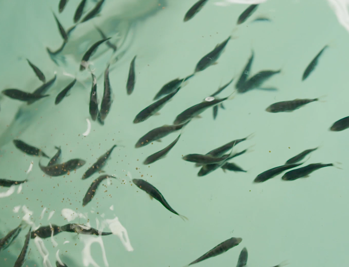 Capture Nursery Kingfish Stuart Mackay | NIWA